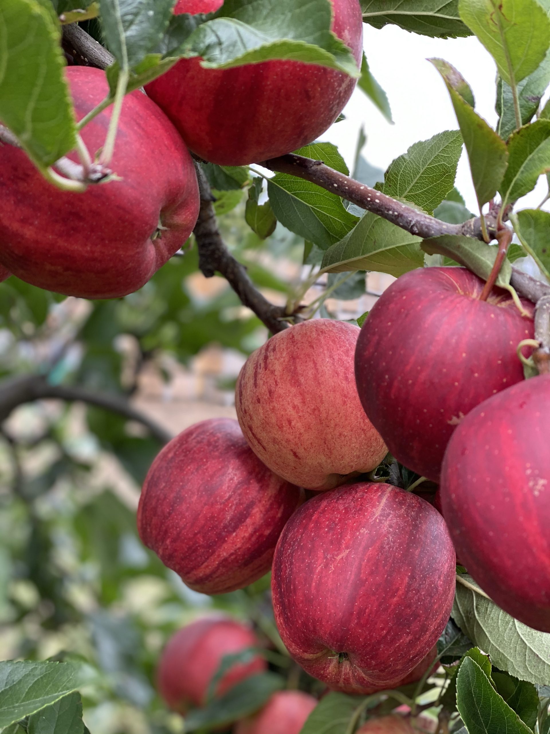 British Royal Gala apples - AC Goatham