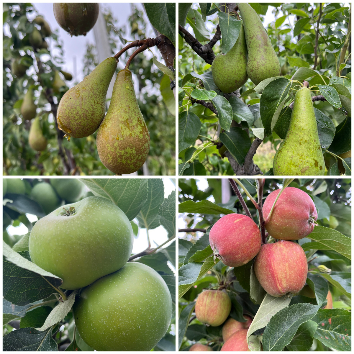 Celebrating Our Farm Team’s Success at the East Kent Fruit Society Top ...